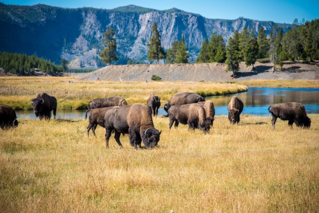 Yellowstone Park Adventure Guide - The Penrose